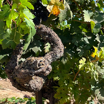 Zinfandelic | California Zinfandel Wine Regions