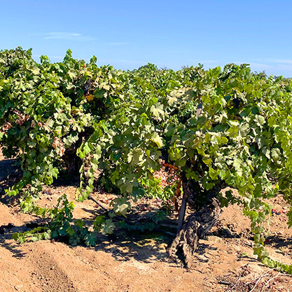 Zinfandelic | California Zinfandel Wine Regions